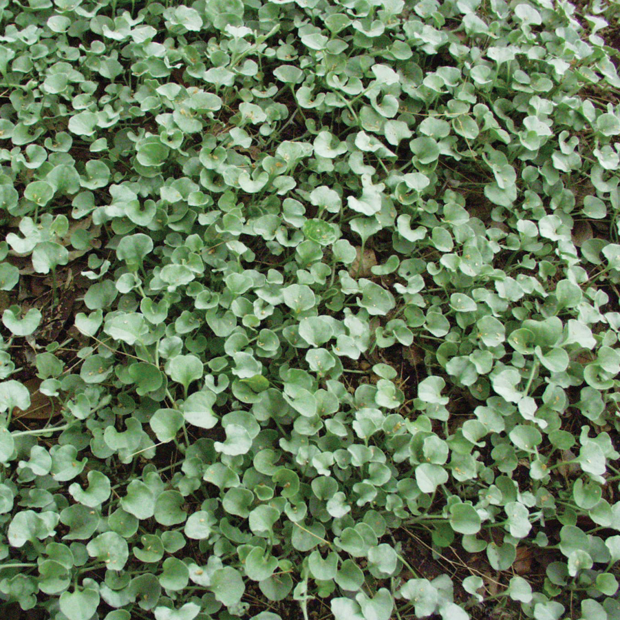 Silver Ponyfoot | AustinTexas.gov